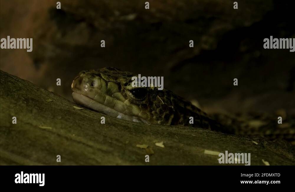 Zoo snake Stock Videos & Footage - HD and 4K Video Clips - Alamy