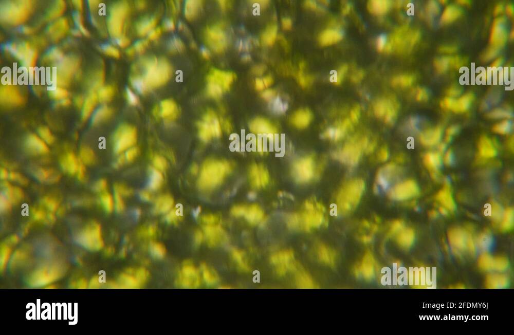 Chloroplast under a microscope. Cell division. Cell structure. Cell ...
