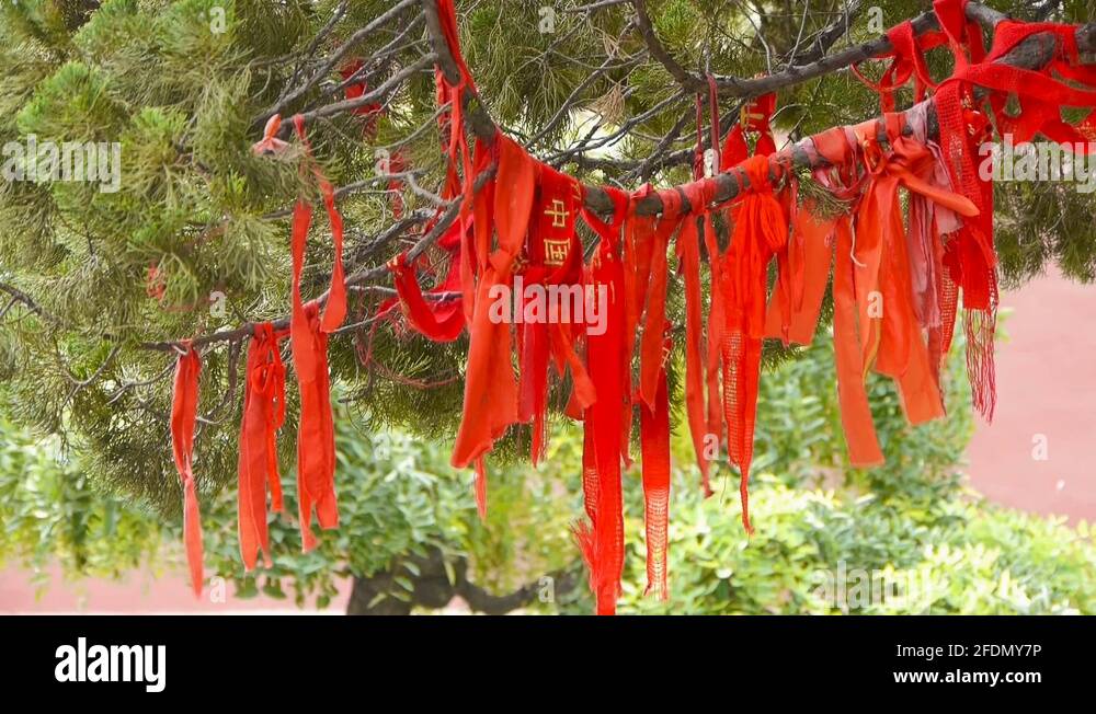 Red wattle tree Stock Videos & Footage - HD and 4K Video Clips - Alamy