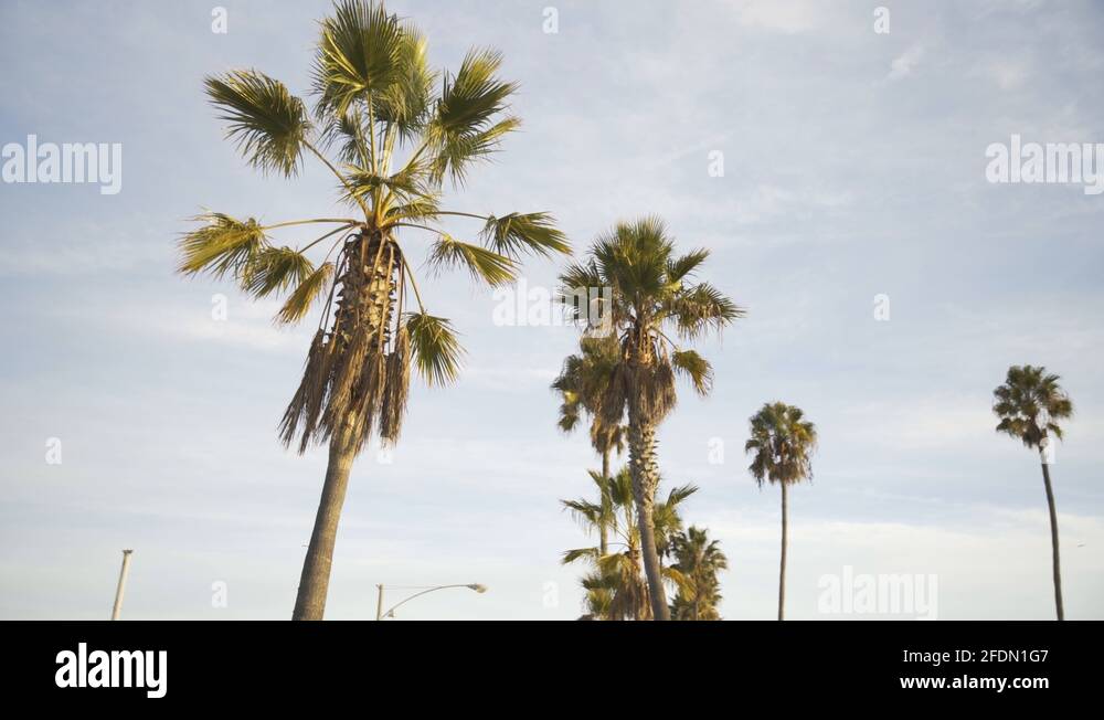 Palm trees on the beach Stock Videos & Footage - HD and 4K Video Clips ...