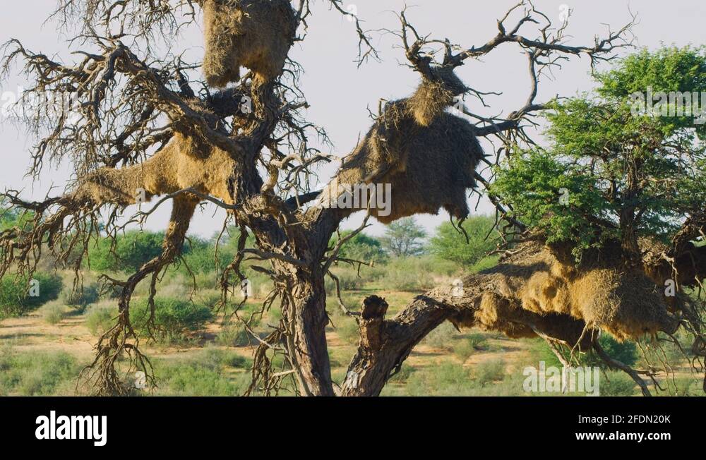 African weaver bird nest Stock Videos & Footage - HD and 4K Video Clips ...