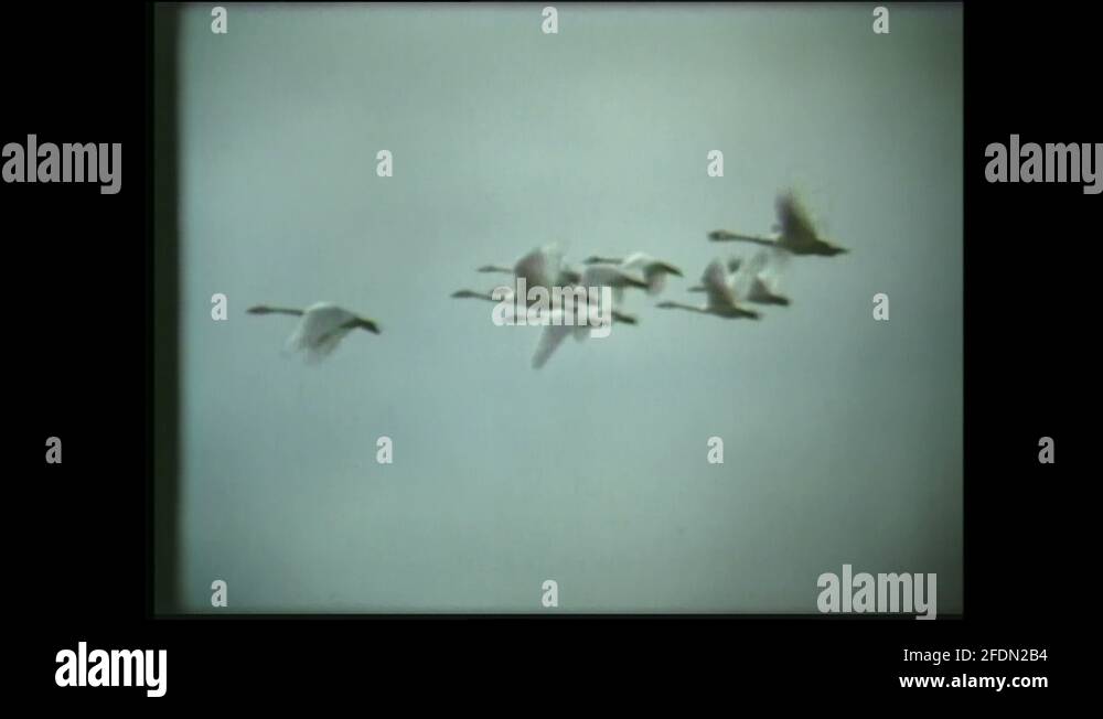 Bird flocks Stock Videos & Footage - HD and 4K Video Clips - Alamy