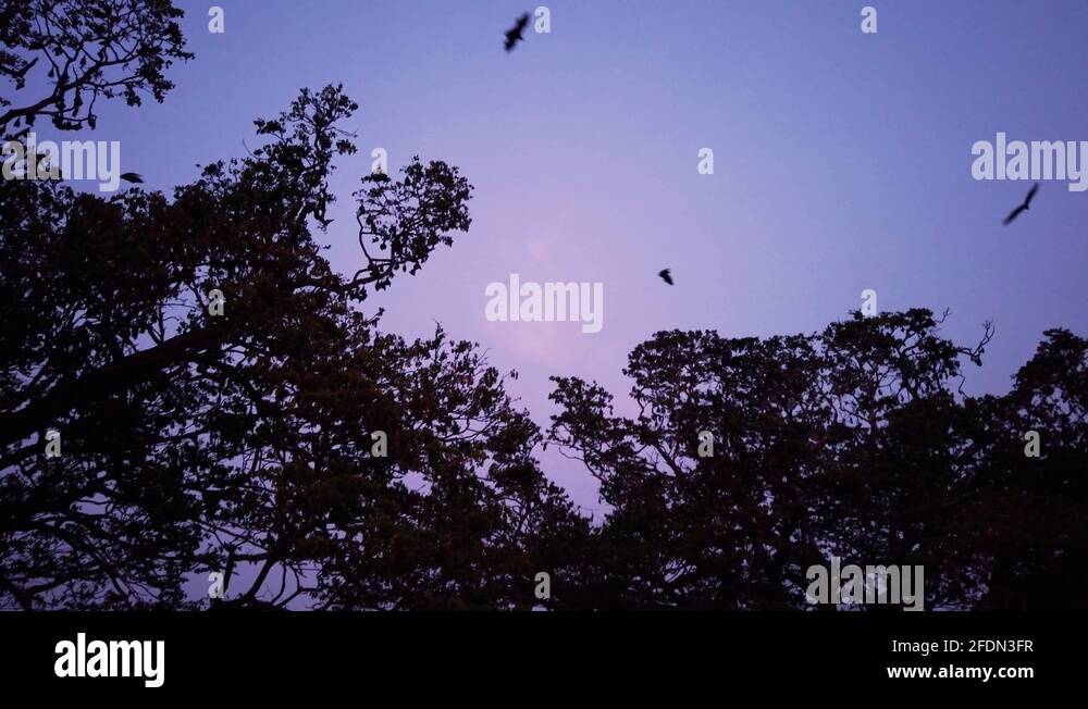 Indian Flying Fox in the evening, Sri Lanka. Pteropus giganteus Stock ...
