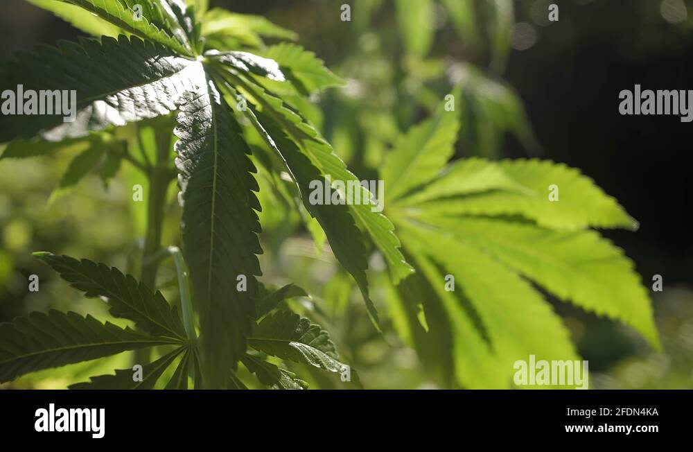 Marijuana wallpaper Stock Videos & Footage - HD and 4K Video Clips - Alamy