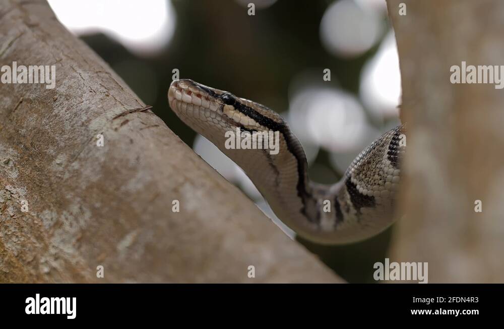 Flying tree snake Stock Videos & Footage - HD and 4K Video Clips - Alamy