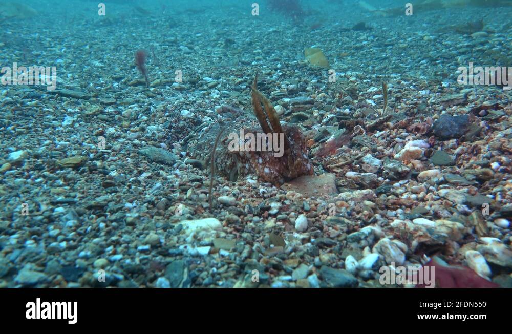 Animal propulsion Stock Videos & Footage - HD and 4K Video Clips - Alamy