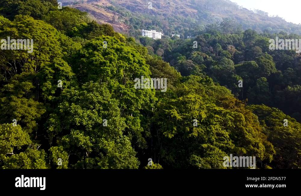 Little tree canopy Stock Videos & Footage - HD and 4K Video Clips - Alamy
