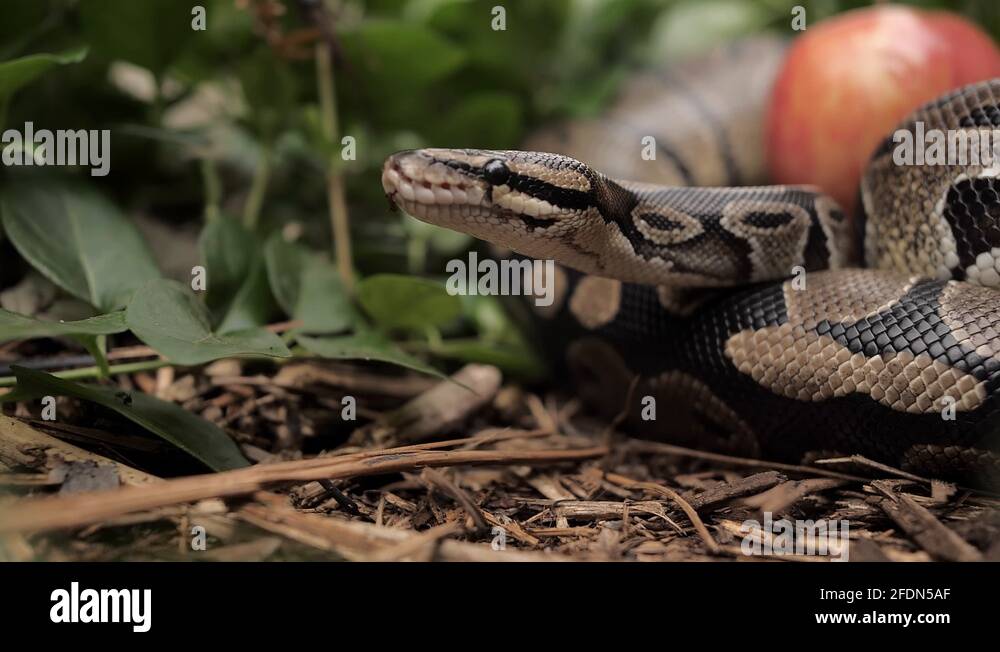 Adam eve snake Stock Videos & Footage - HD and 4K Video Clips - Alamy