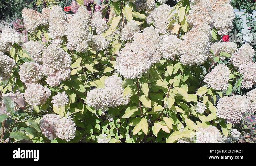 Hydrangea paniculata bush with hydrangea flowers that sway in the wind ...