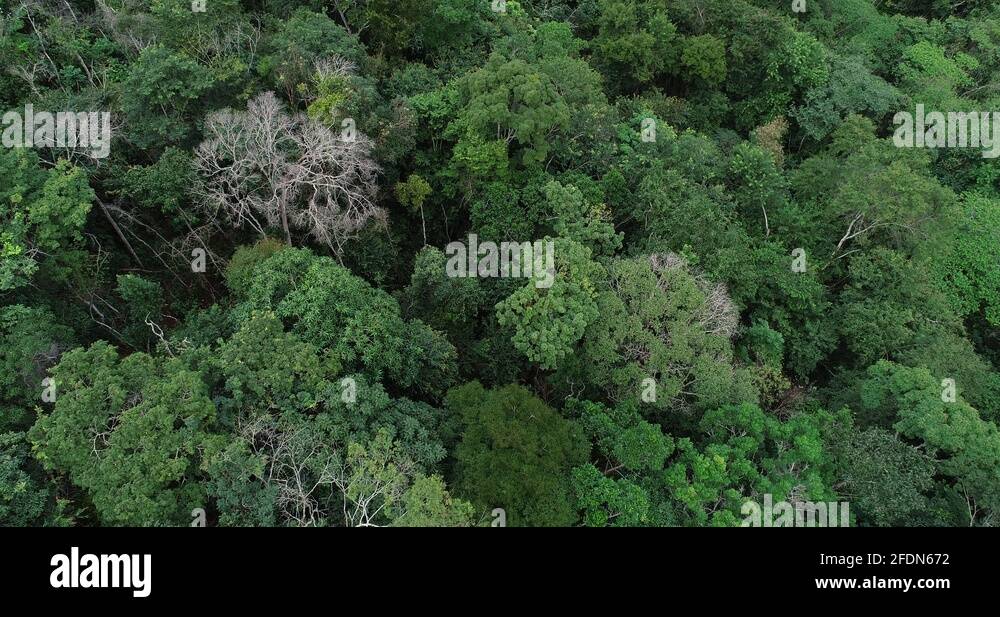 Brazil rainforest deforestation Stock Videos & Footage - HD and 4K ...
