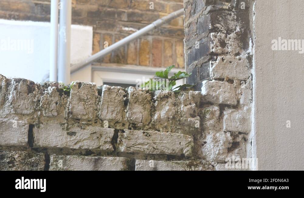 Rat Mice in backyard Terrace Garden fence in London. Victorian house ...