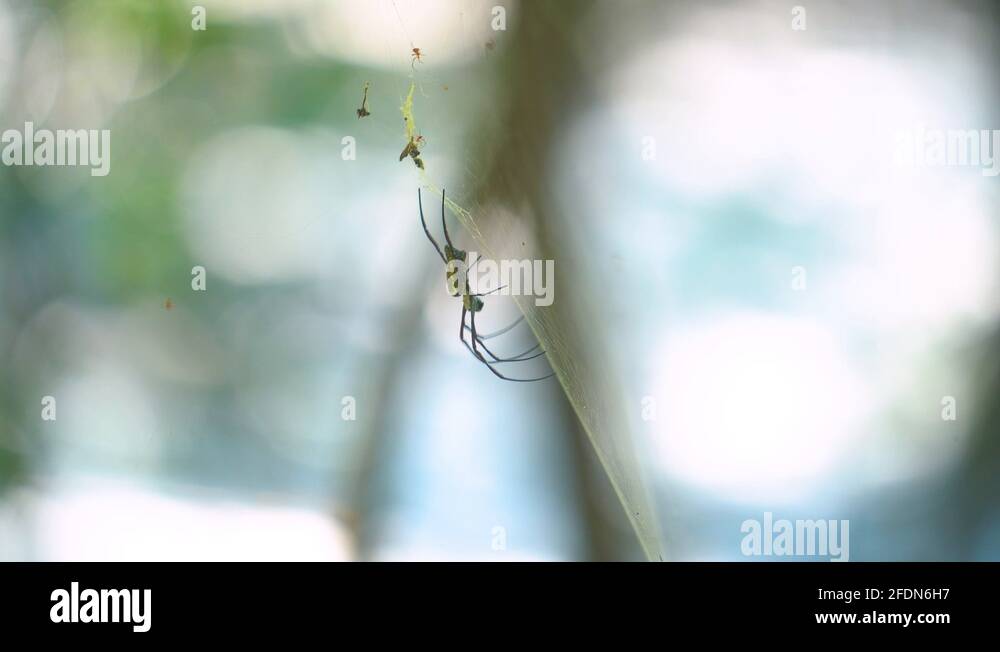 Spider side view Stock Videos & Footage - HD and 4K Video Clips - Alamy