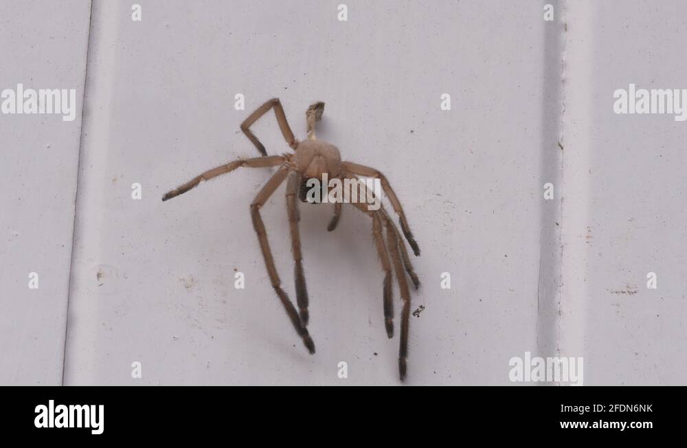 Spider exoskeleton Stock Videos & Footage - HD and 4K Video Clips - Alamy