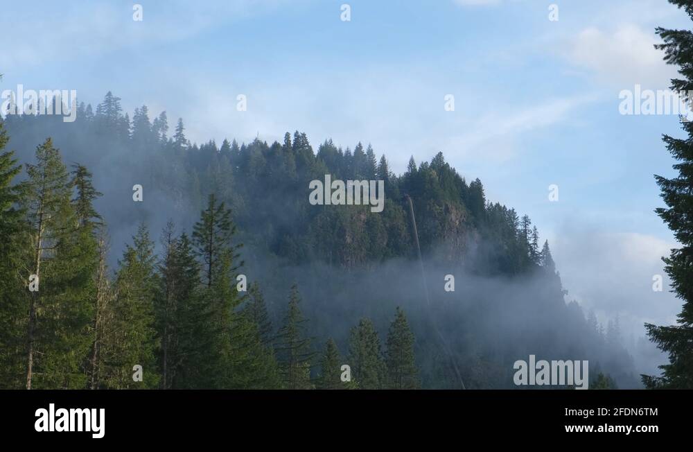 Foresty Stock Videos & Footage - HD and 4K Video Clips - Alamy