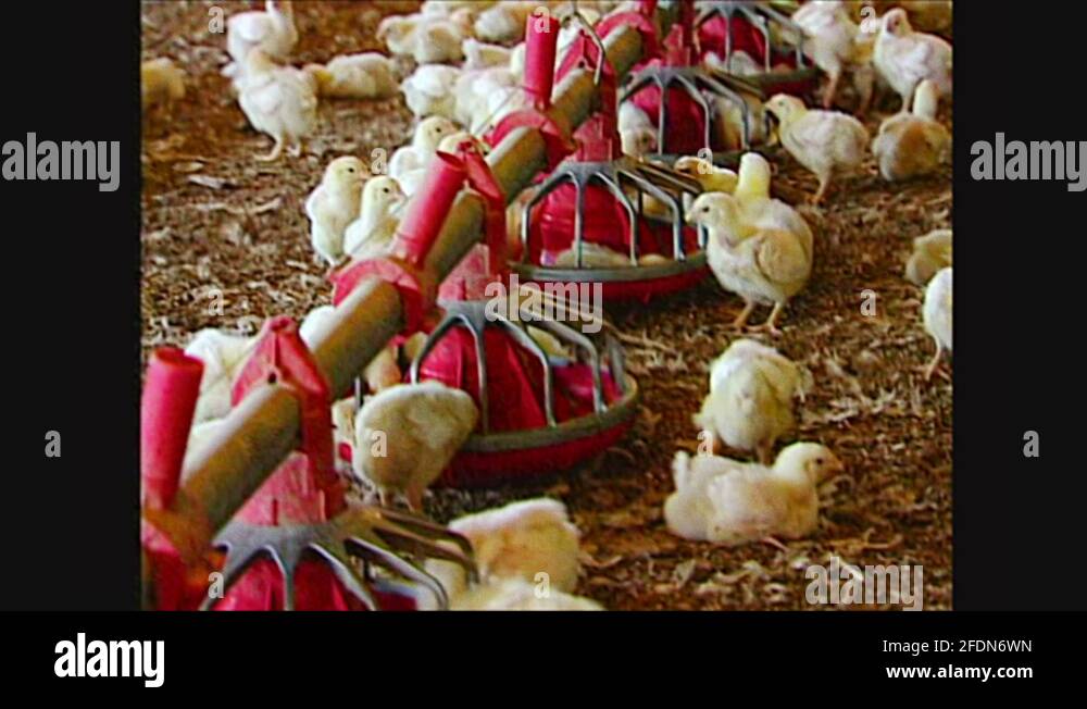 Poultry farms Stock Videos & Footage - HD and 4K Video Clips - Alamy