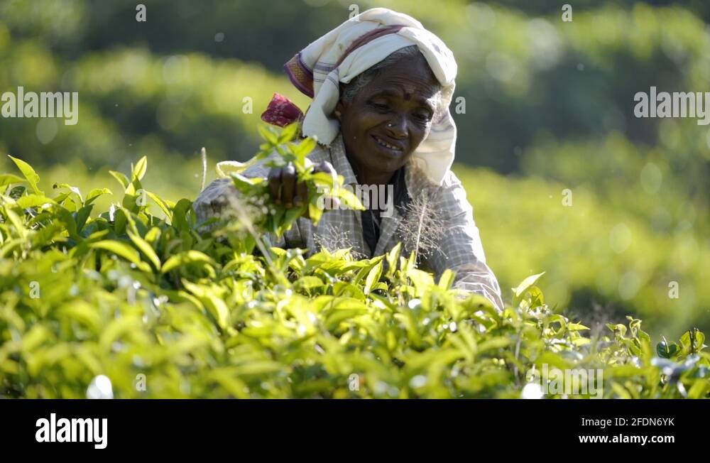 Ella tea plantations sri lanka Stock Videos & Footage - HD and 4K Video ...