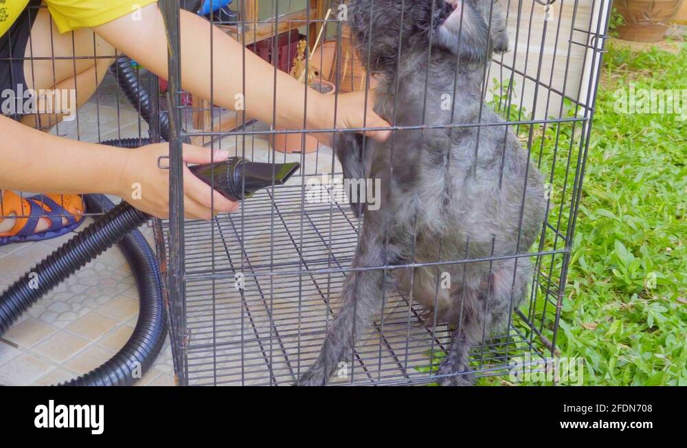 Man inside cage Stock Videos & Footage - HD and 4K Video Clips - Alamy