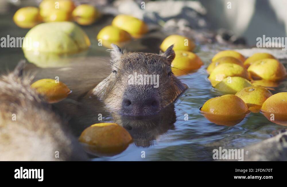 Capybara hot spring Stock Videos & Footage - HD and 4K Video Clips - Alamy