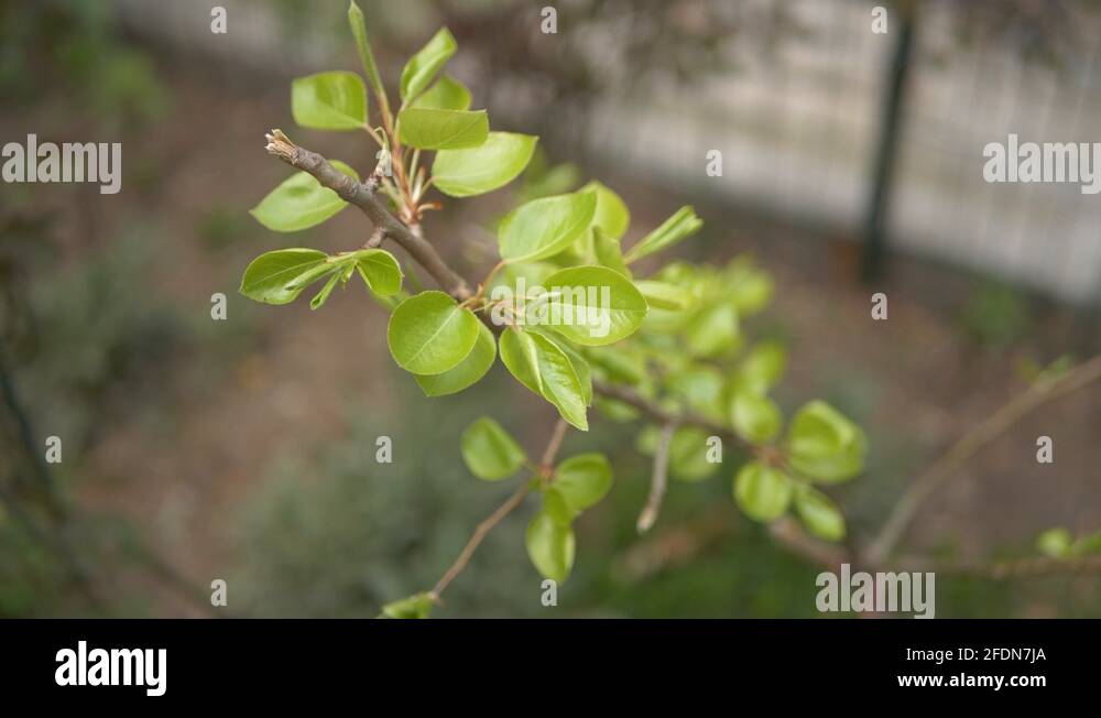 Green little tree Stock Videos & Footage - HD and 4K Video Clips - Alamy