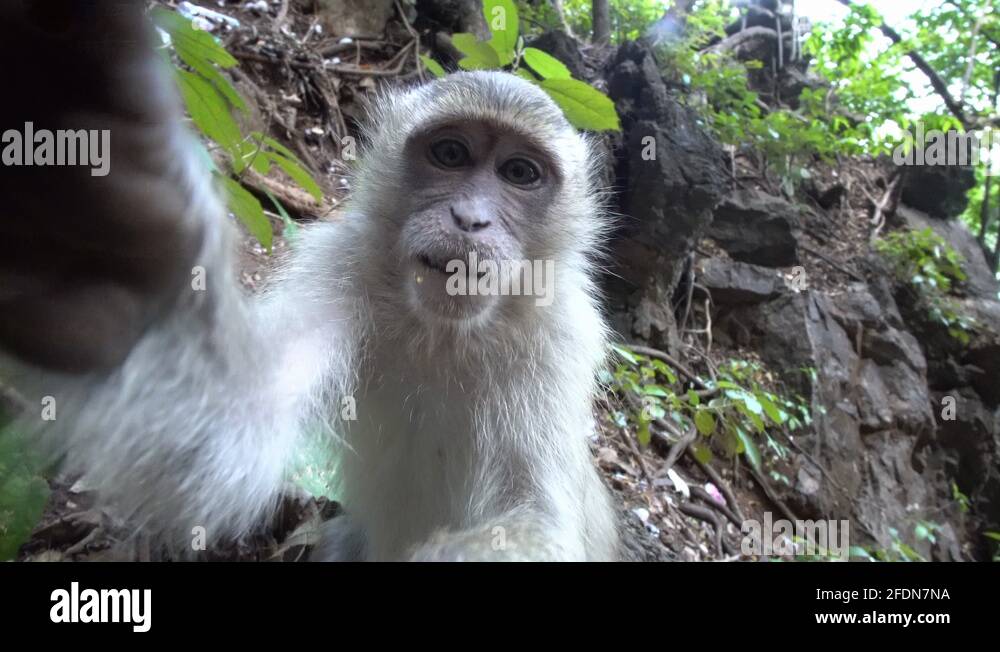 Kissing monkey Stock Videos & Footage - HD and 4K Video Clips - Alamy