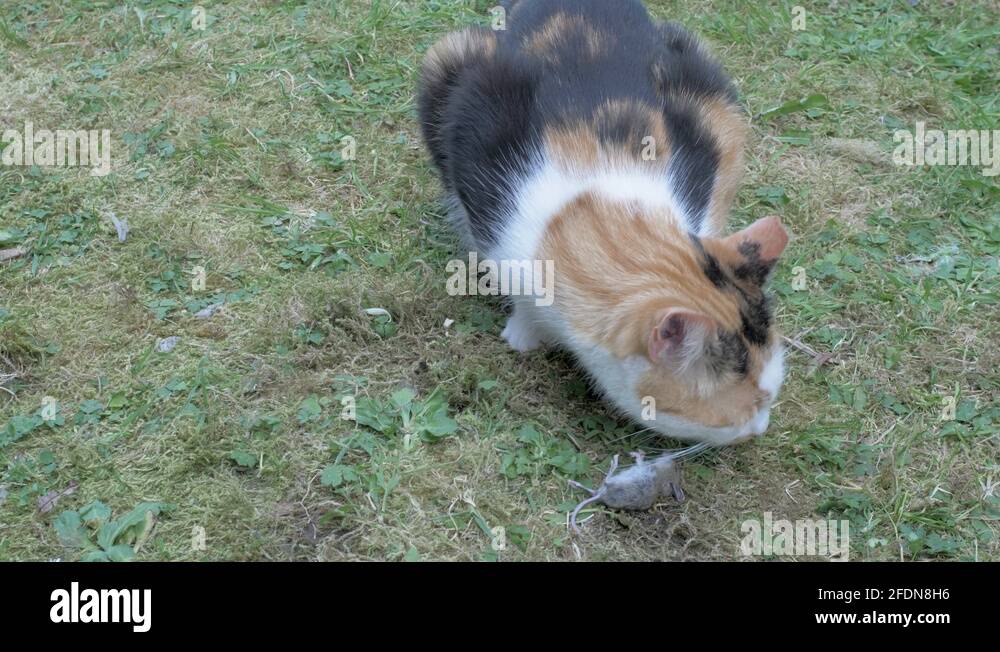 Cat caught a mouse Stock Videos & Footage - HD and 4K Video Clips - Alamy