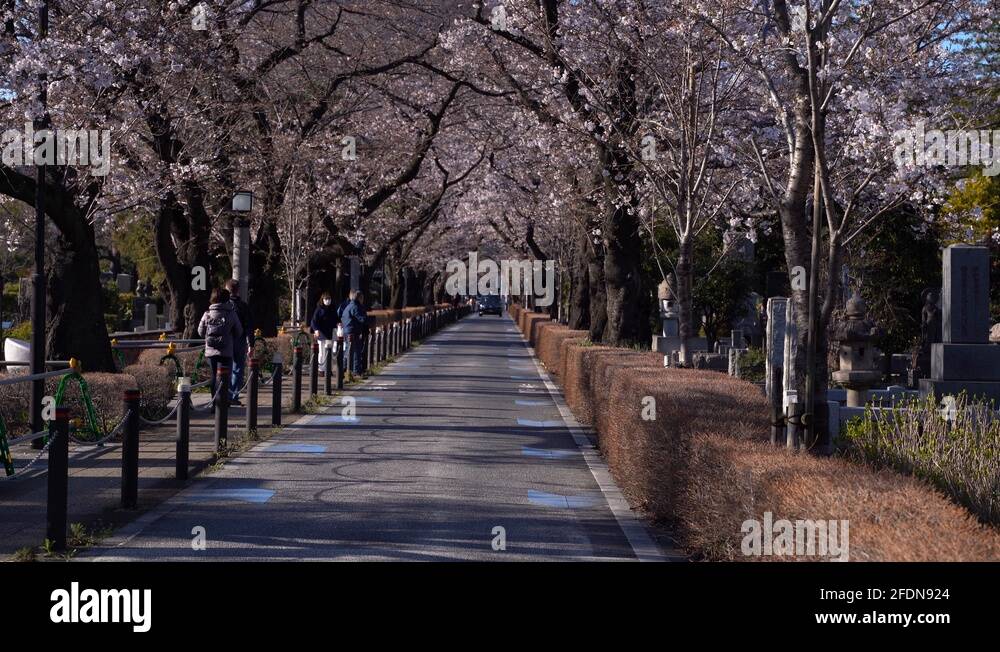 Sakura street tokyo Stock Videos & Footage - HD and 4K Video Clips - Alamy