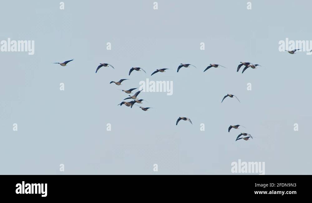 Birds flying v formation Stock Videos & Footage - HD and 4K Video Clips ...