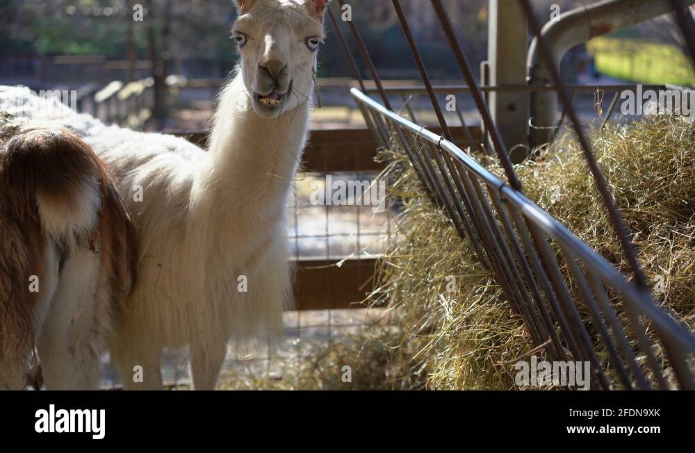 Funny lama animal eating Stock Videos & Footage - HD and 4K Video Clips ...