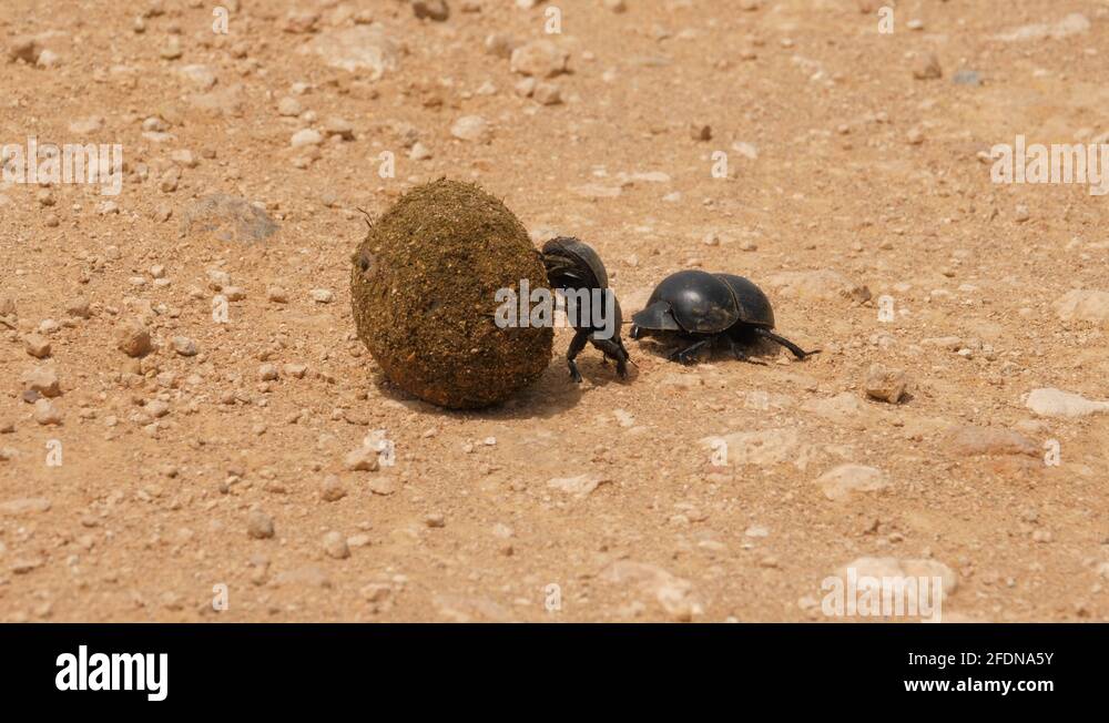 Dung beetle pushing dung ball Stock Videos & Footage - HD and 4K Video ...