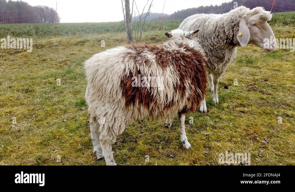 Another sheep Stock Videos & Footage - HD and 4K Video Clips - Alamy