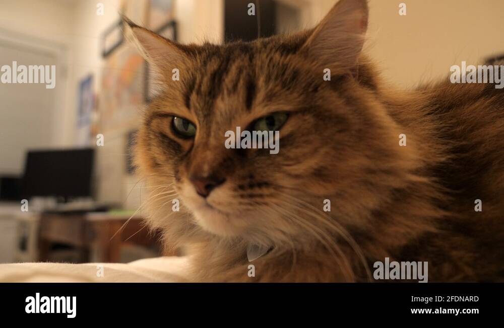 Tired cat Stock Videos & Footage - HD and 4K Video Clips - Alamy