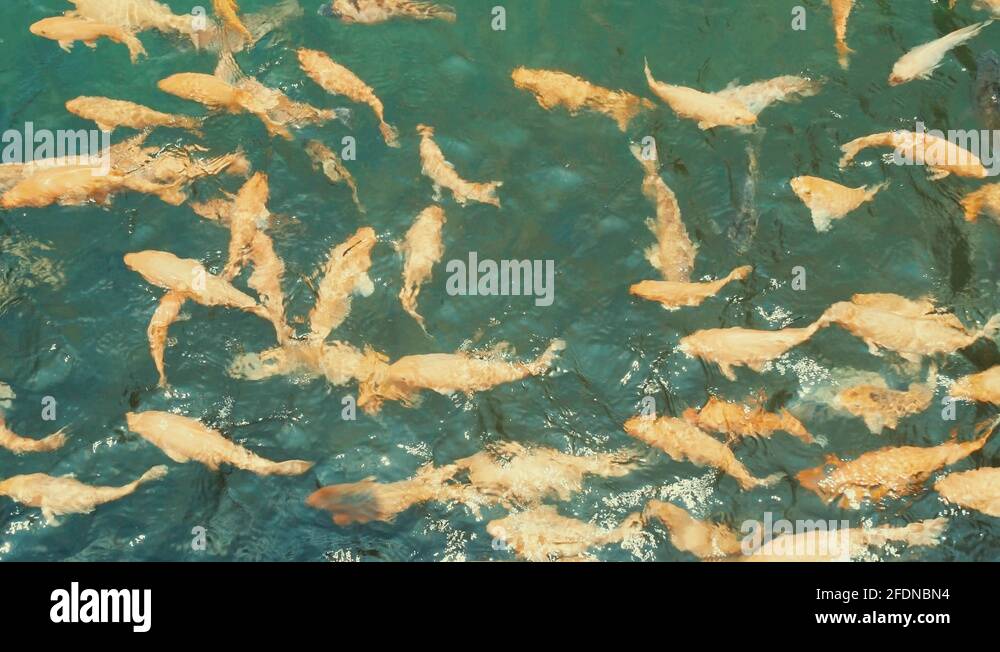 Red and yellow fish are floating in the water surface. Tropical day in ...