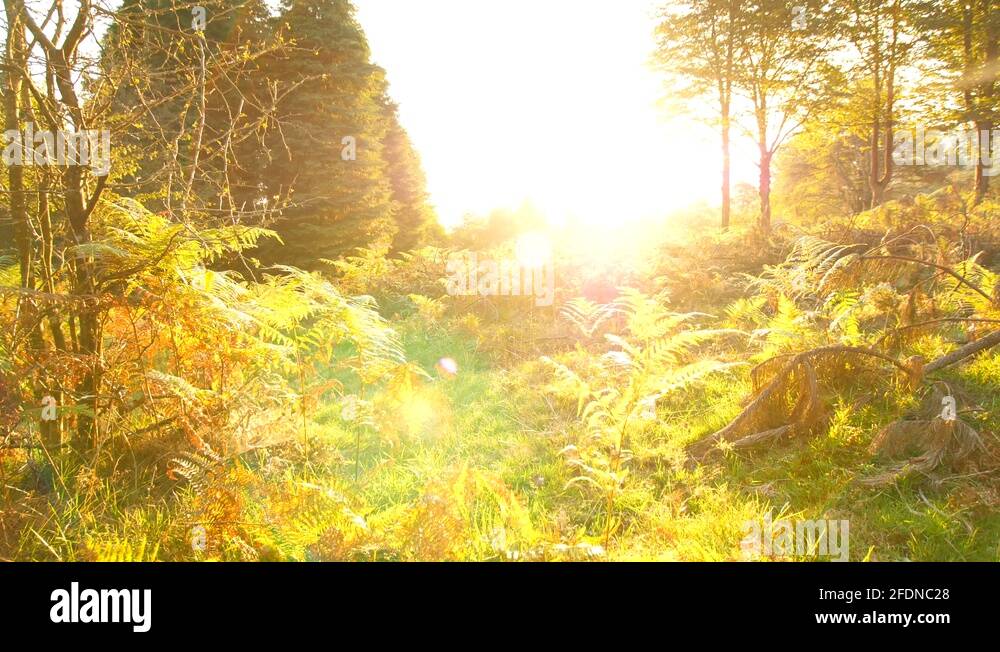 Sun shining through forest ferns Stock Videos & Footage - HD and 4K ...