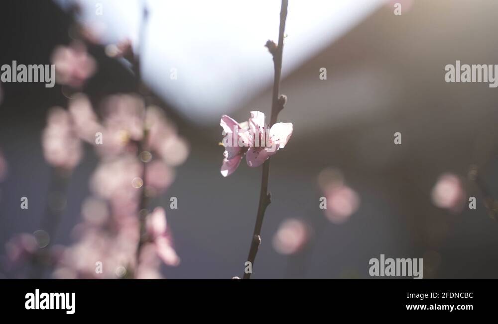 Aesthetic quality Stock Videos & Footage - HD and 4K Video Clips - Alamy