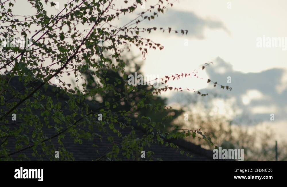 Weather tree Stock Videos & Footage - HD and 4K Video Clips - Alamy