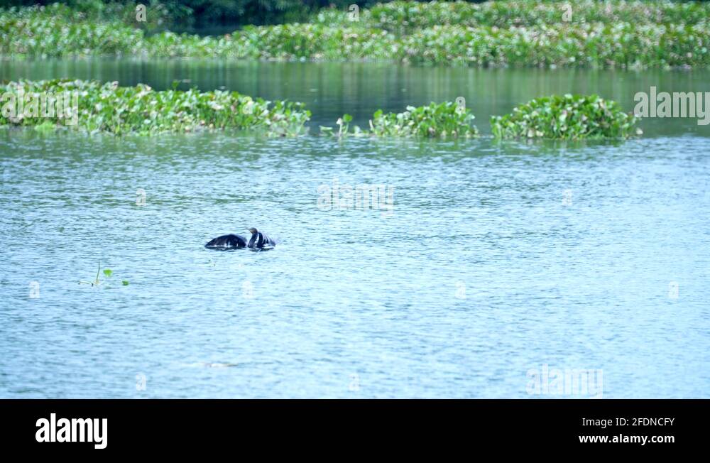 Duck flapping water Stock Videos & Footage - HD and 4K Video Clips - Alamy