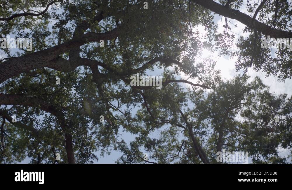 Leaf canopy tree Stock Videos & Footage - HD and 4K Video Clips - Alamy