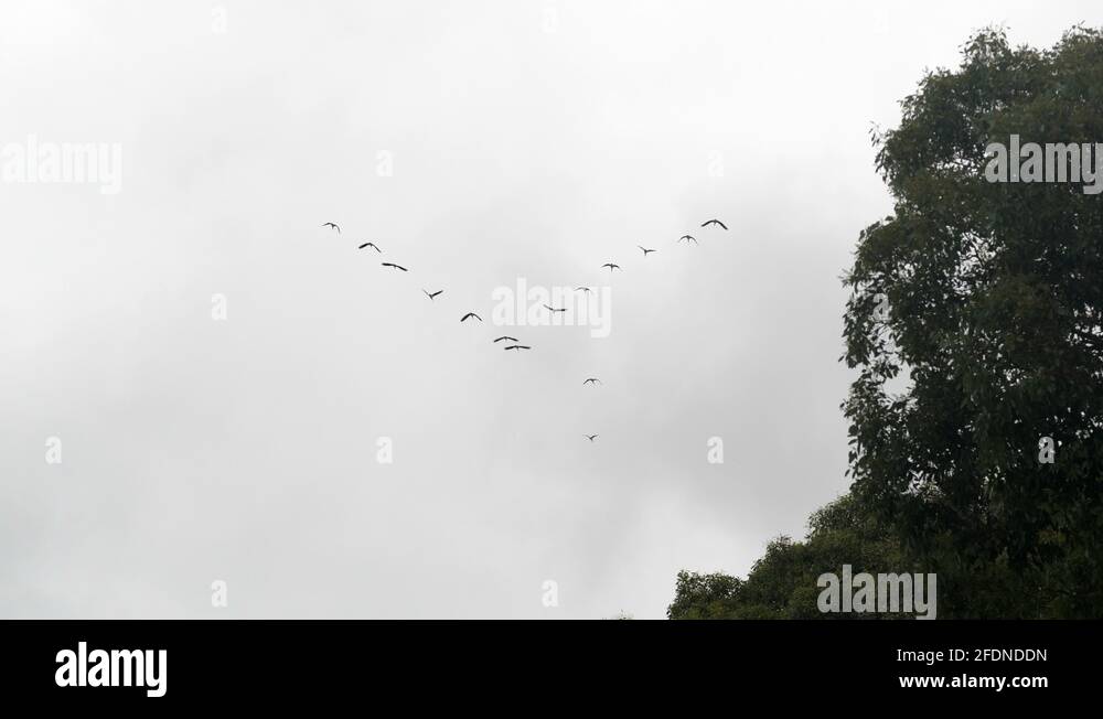 Echelon formation Stock Videos & Footage - HD and 4K Video Clips - Alamy