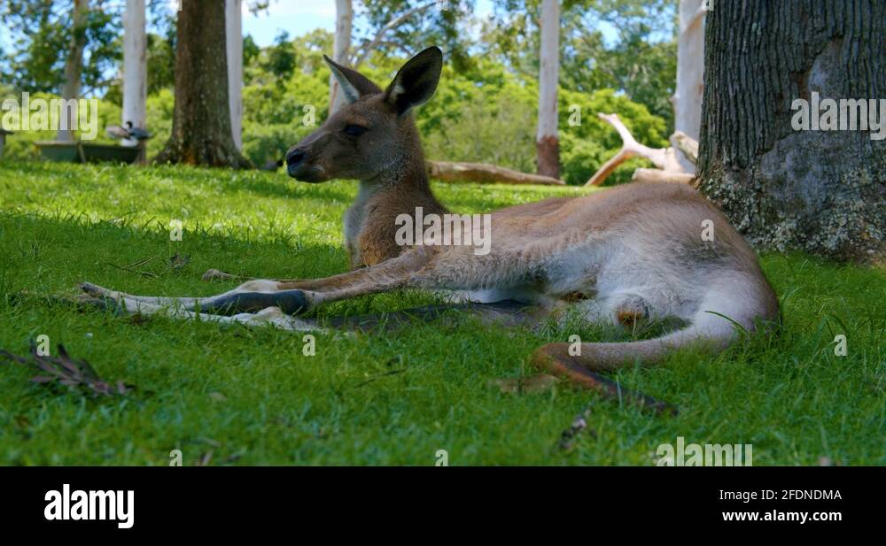 A beautiful Kangaroo laying on the ground and resting under a tree ...