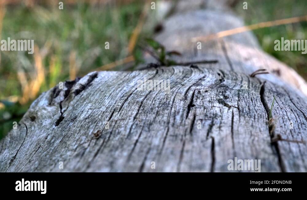 Fixed camera position front view of a log in the forest with many wood ...