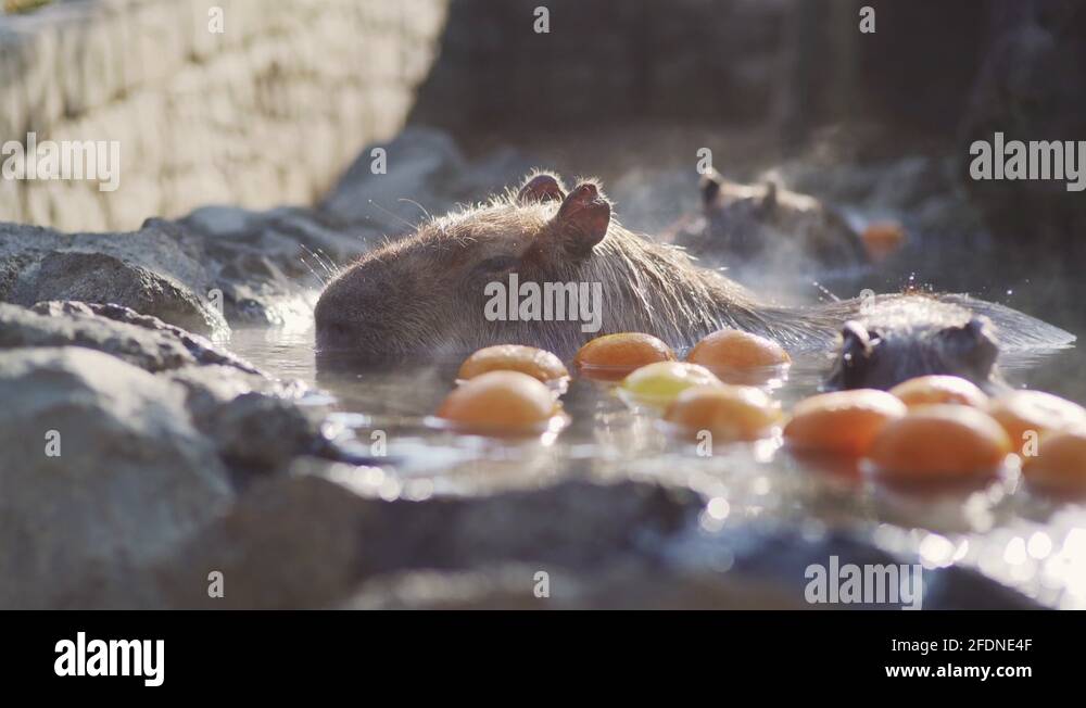 Capybara spa Stock Videos & Footage - HD and 4K Video Clips - Alamy