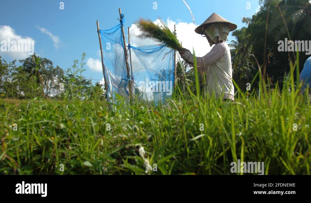 Worker at paddy field Stock Videos & Footage - HD and 4K Video Clips ...