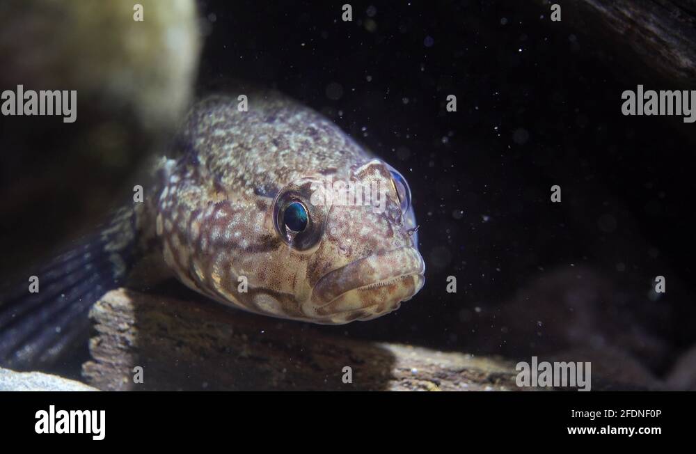 British saltwater fish Stock Videos & Footage - HD and 4K Video Clips ...