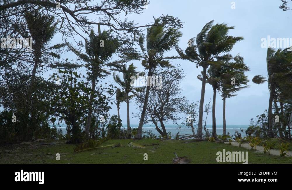 Coconut trees storm cyclone rain Stock Videos & Footage - HD and 4K ...