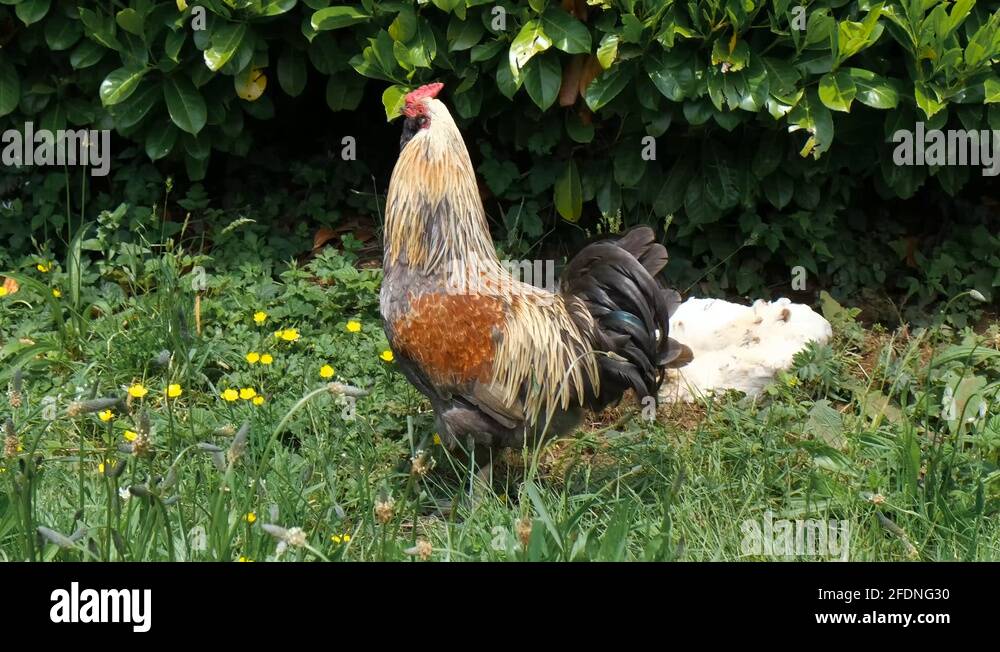 Pretty rooster Stock Videos & Footage - HD and 4K Video Clips - Alamy
