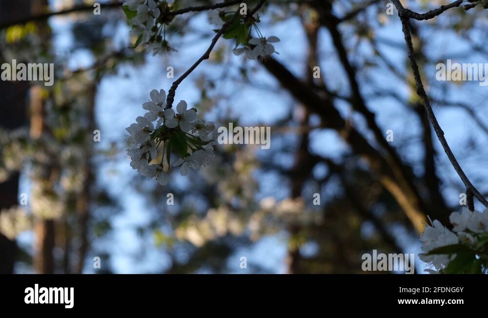 White foreground Stock Videos & Footage - HD and 4K Video Clips - Alamy