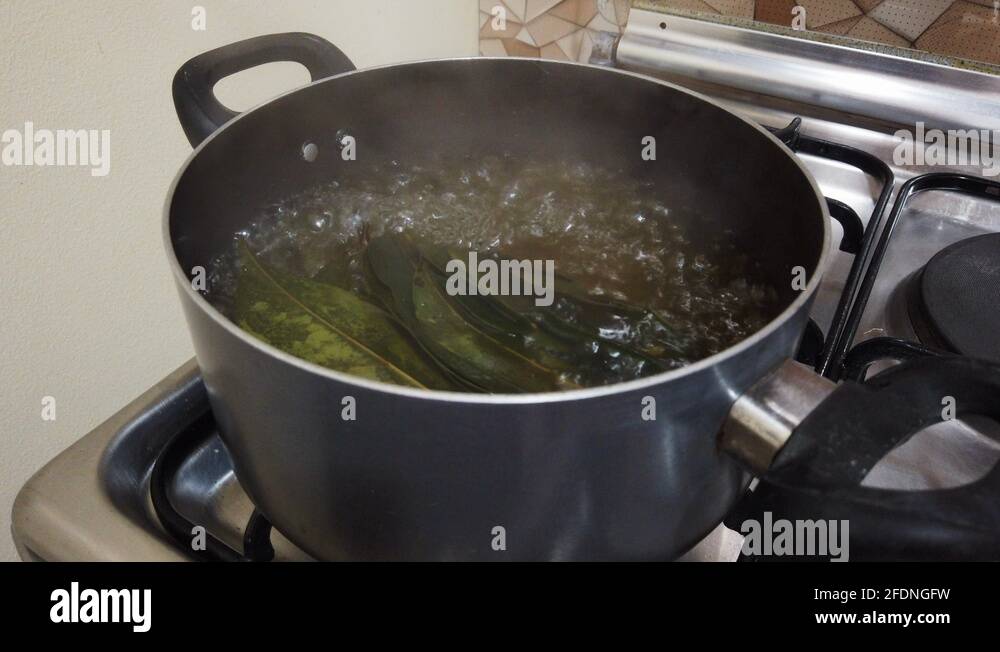 Guyabano leaves Stock Videos & Footage - HD and 4K Video Clips - Alamy