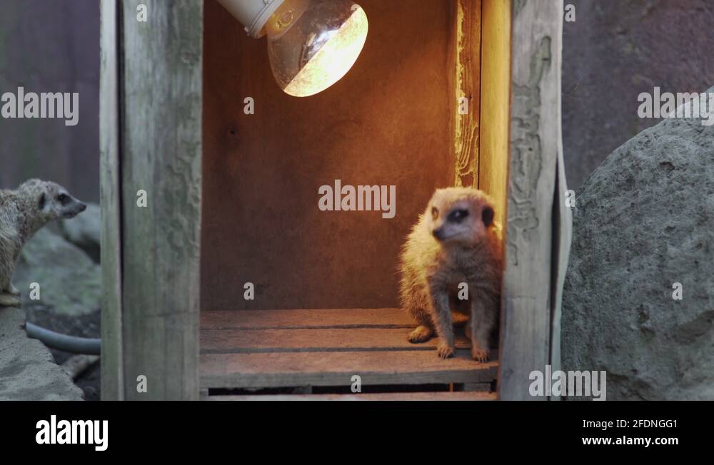 Animals in warm climate Stock Videos & Footage - HD and 4K Video Clips ...