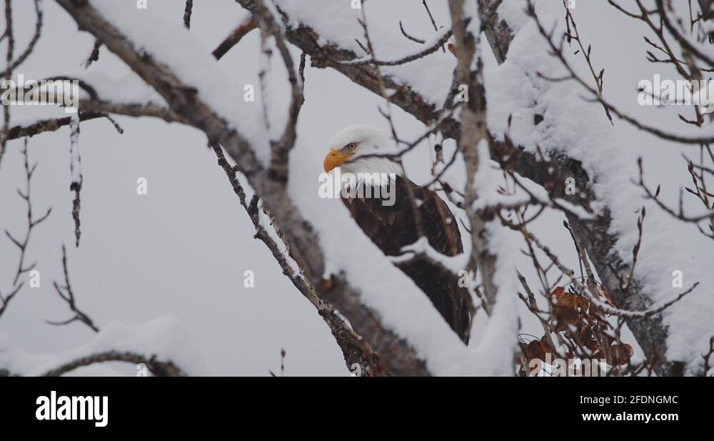 Majestic bald eagle perching Stock Videos & Footage - HD and 4K Video ...