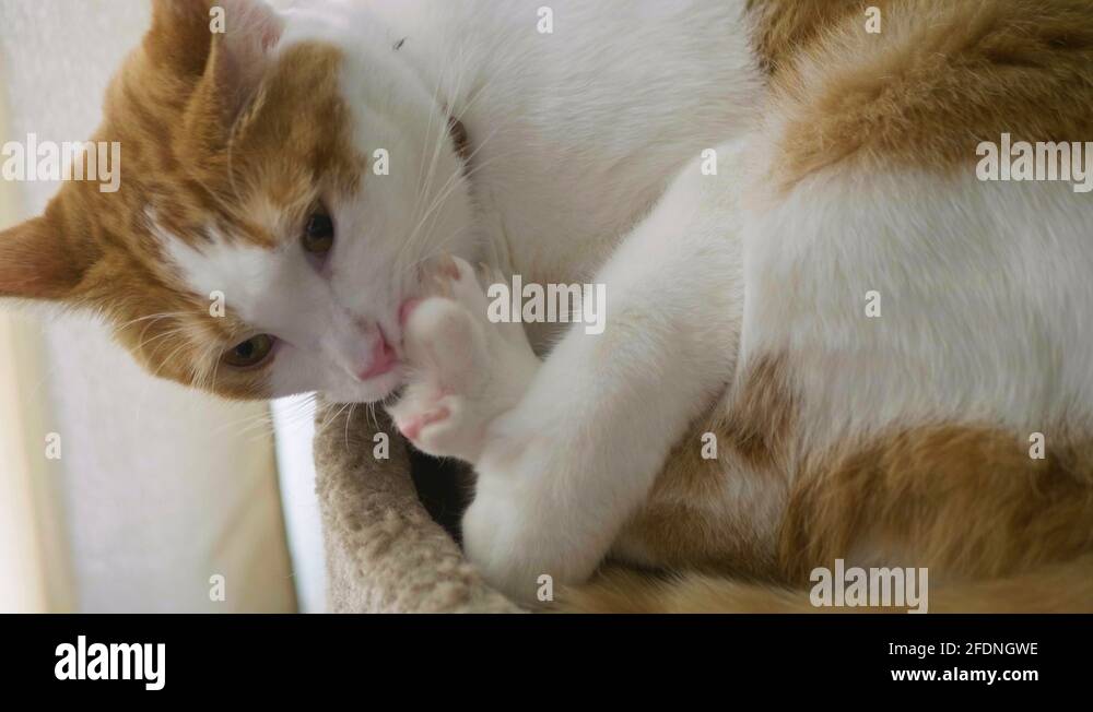 Orange cat claws Stock Videos & Footage - HD and 4K Video Clips - Alamy